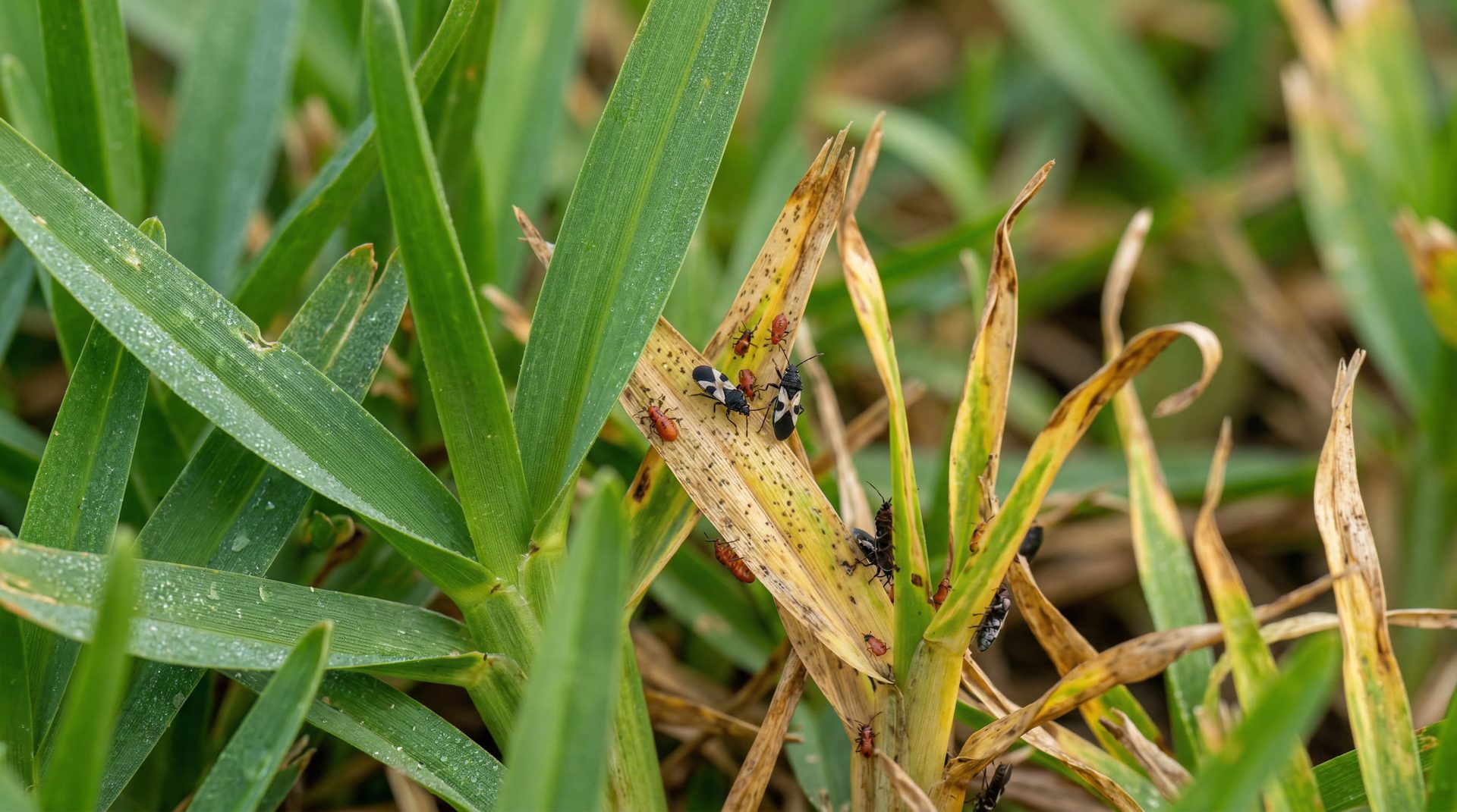 Chinch Bug Damage on Floratam: Signs and Treatment for St. Augustine Yards